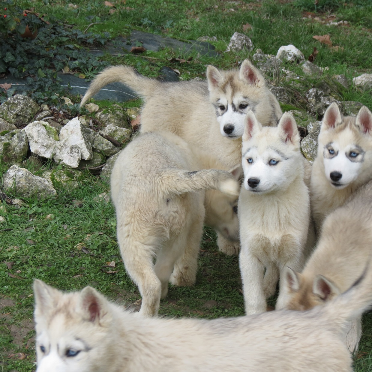 chiots de Raven et Night nés le 01/10/2023 disponibles - Des rêves de neige